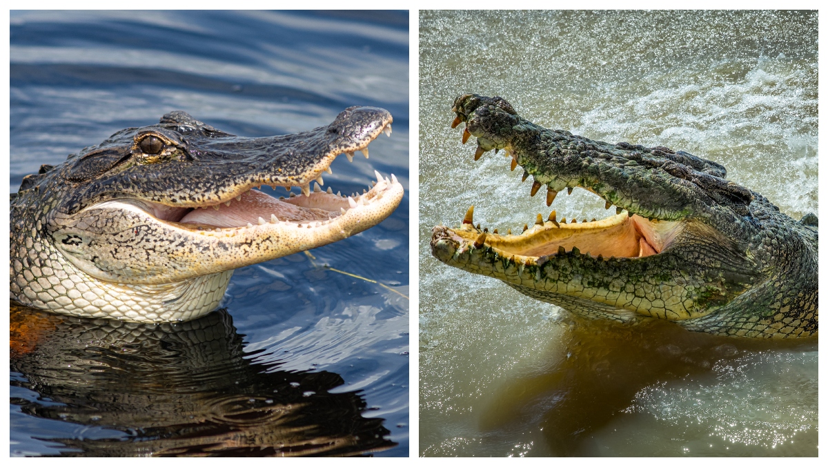 Crocodiles And Alligators Fighting
