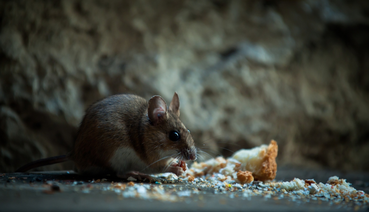 Video: Travelers Casually Watch Mouse Crawl Over Bagels At Nashville ...