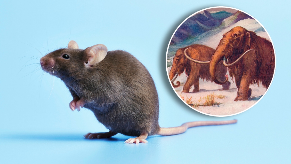 Scientists Trying To Bring Back Wooly Mammoth Start Small With Wooly ...