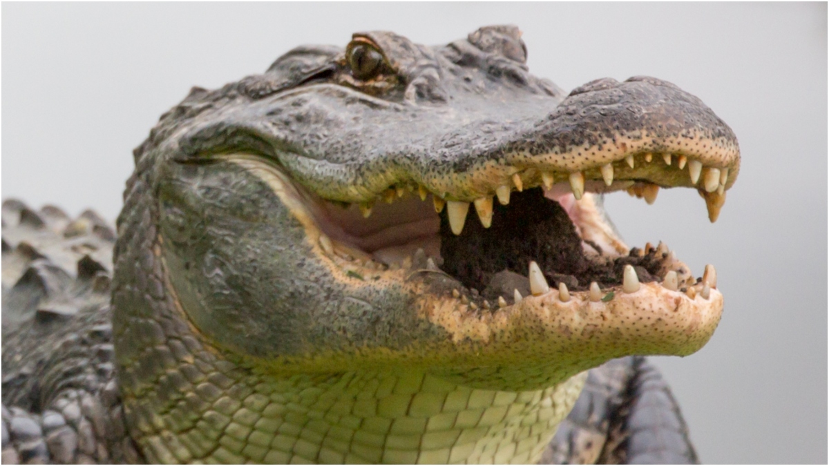 Massive Alligator Caught On Video In South Carolina: WATCH | OutKick