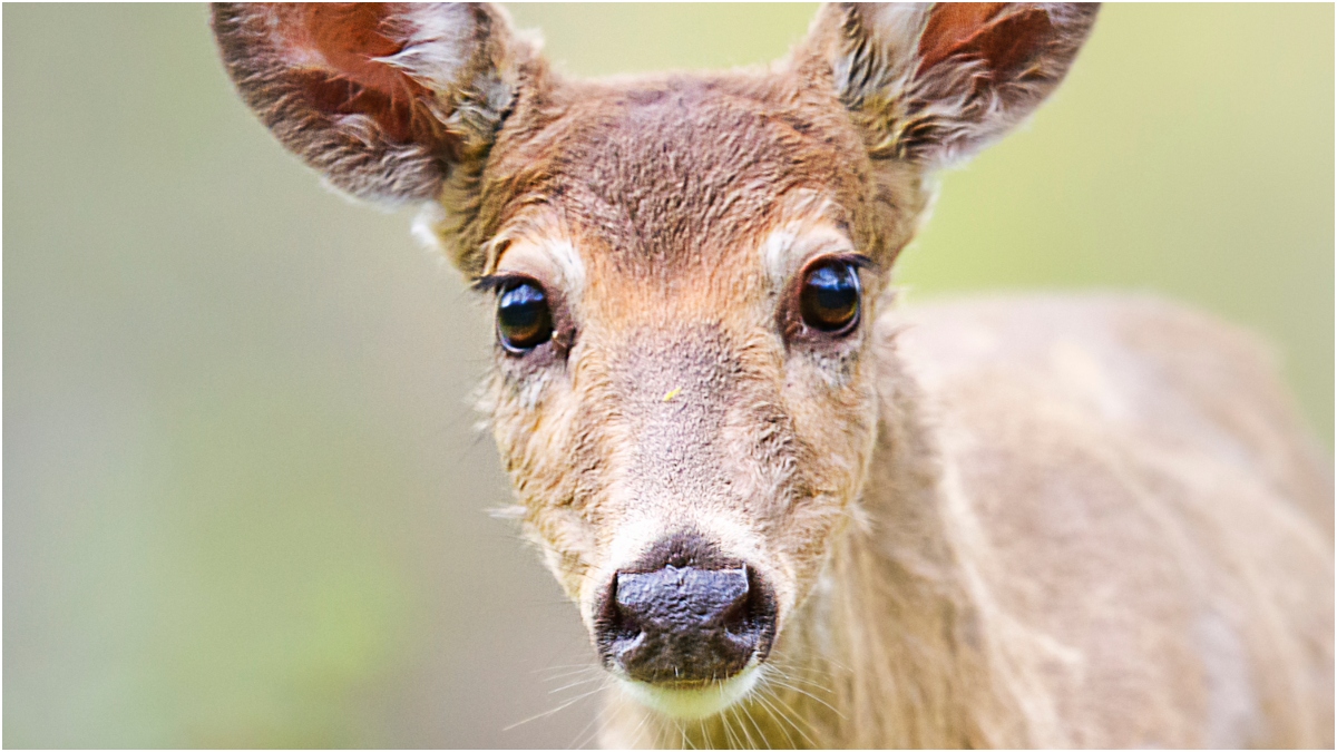 Man Tries To Fight Angry Deer, Ends In Disaster: WATCH | OutKick