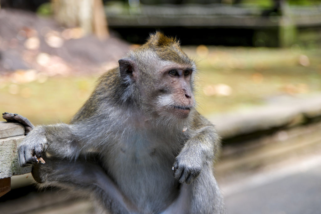 Monkeys Are Stealing And Exchanging The Items For Food; Should We Panic ...