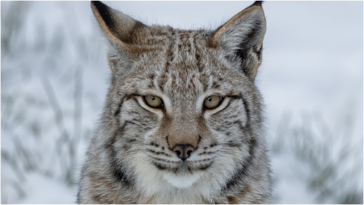 Angry Lynx Attacking Truck In Canada Caught On Video: WATCH | OutKick