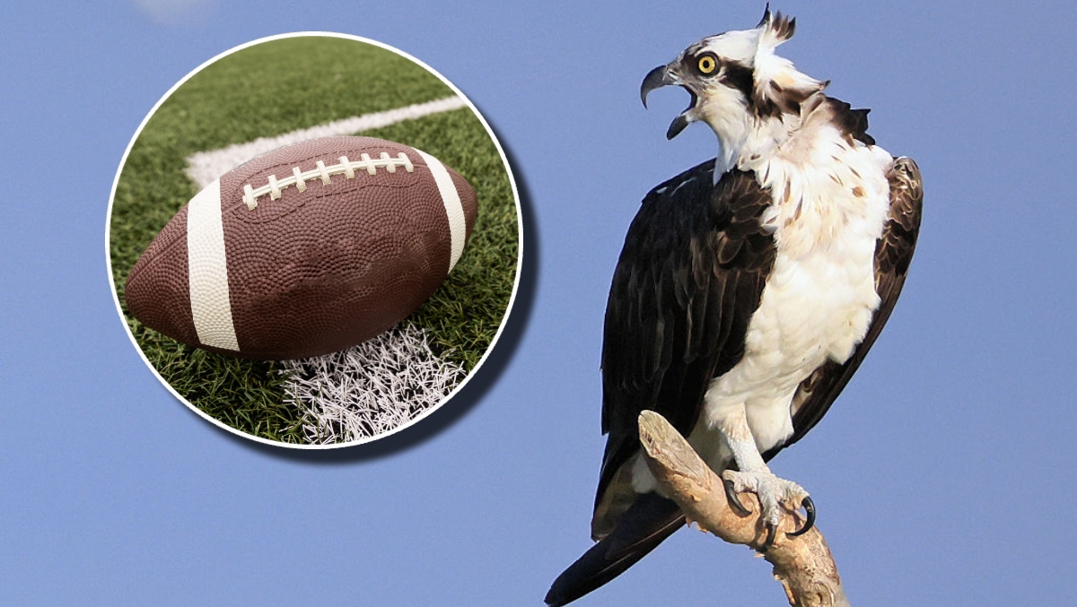 Ospreys Have Officially Gone Too Far: Birds Mess Up High School ...