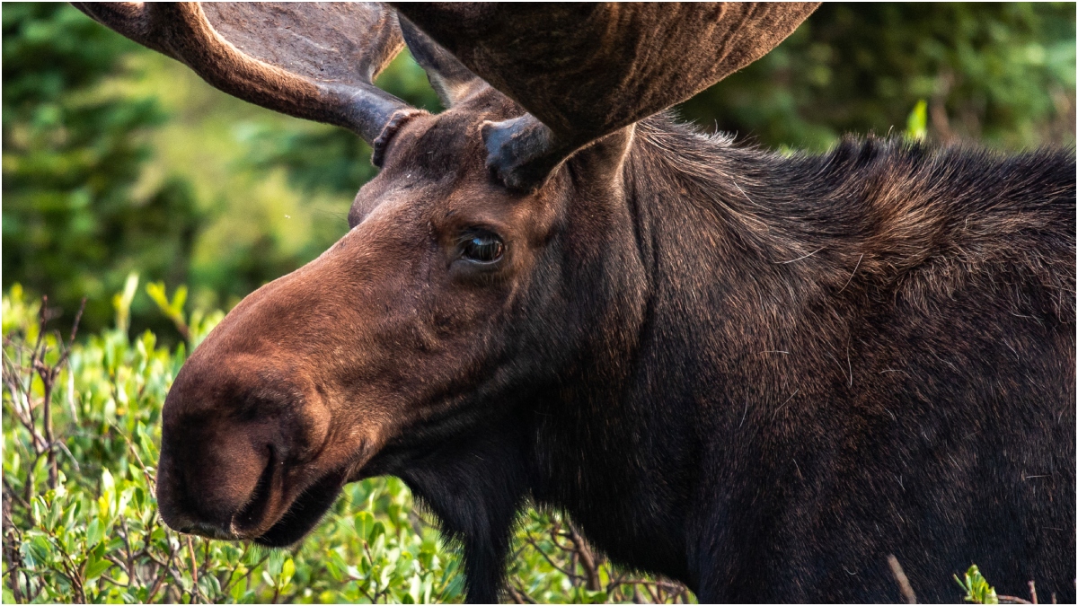 Man Has Wild Encounter With A Huge Moose: WATCH | OutKick