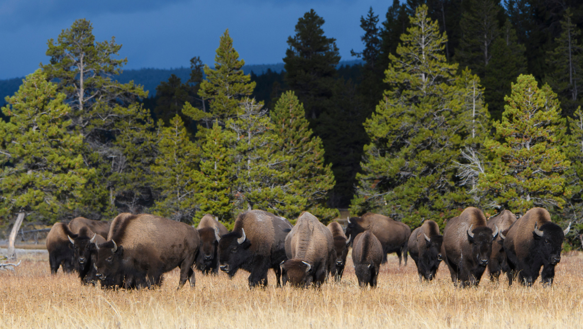 Yellowstone Campers Get Unexpected Visit From Hundreds Of Bison: WATCH ...