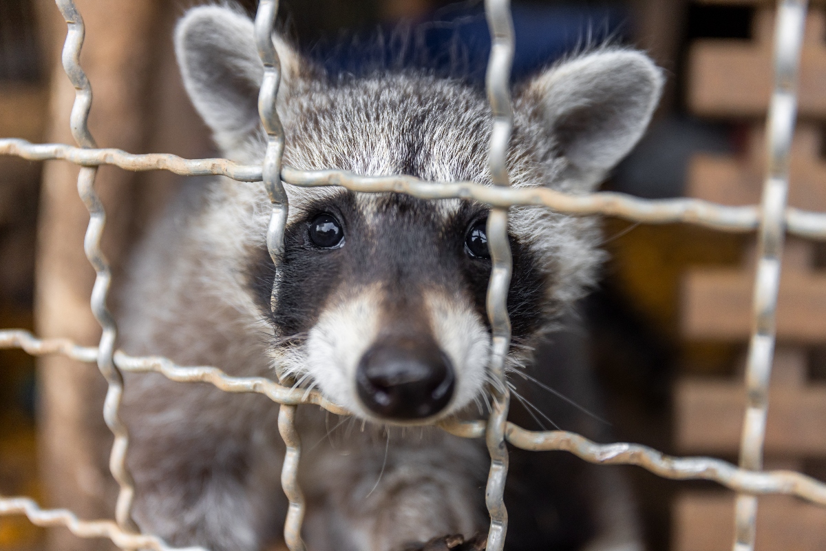 Raccoon Crashes Upscale Wisconsin Restaurant, Bites Guest | OutKick