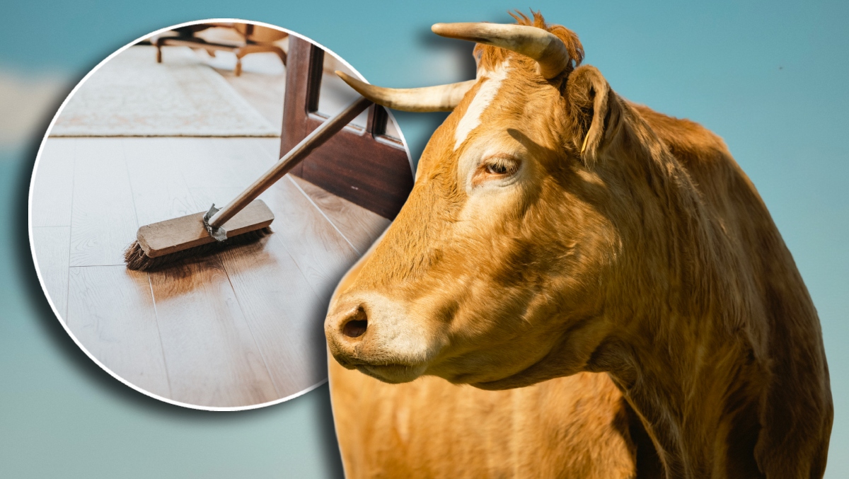 Let's All Relax A Little Bit About The Cow That Scratched Its Butt With ...