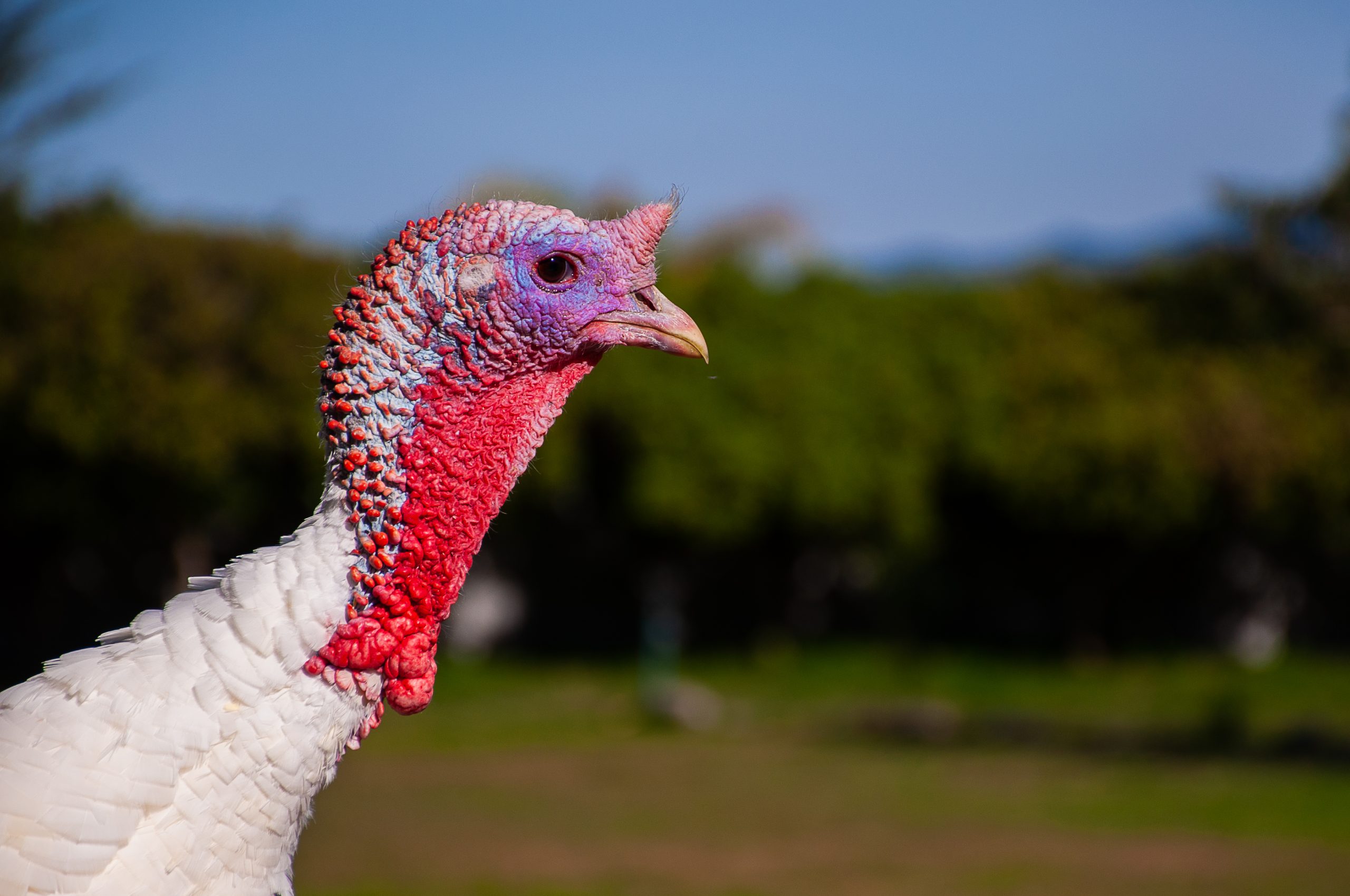 There's A Sudden Surge In Turkeys Attacking People And It's Horrifying ...