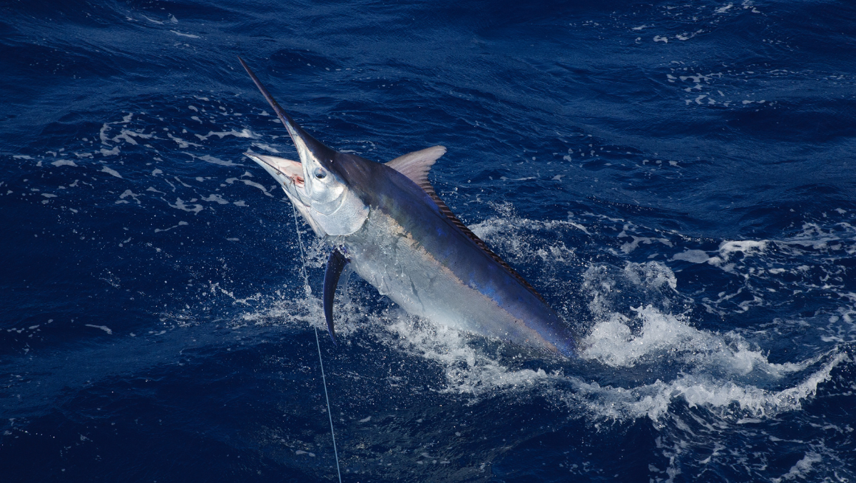 Florida Keys Crew Lands 480-Pound Swordfish After Grueling 5-Hour Fight ...